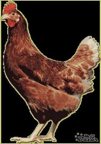 Nosnice Hisex Vyškov Prodám Chovzvířatcz