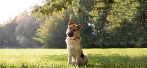 Why Do Dogs Tilt Their Heads