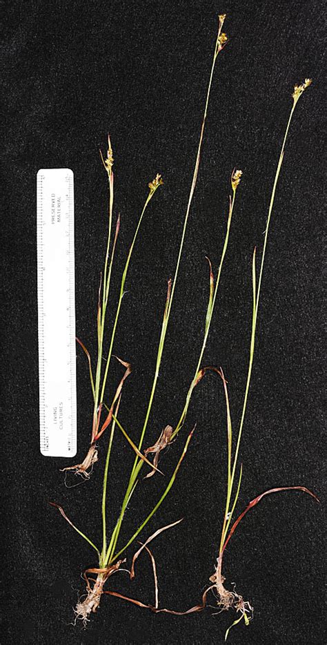 Luzula Comosa Var Laxa Flora Of Eastern Washington And Adjacent Idaho