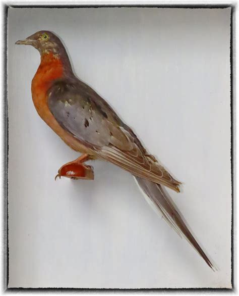 Passenger Pigeon Bnss