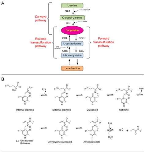 Functional Characterization And Structure Guided Mutational Analysis Of The Transsulfuration