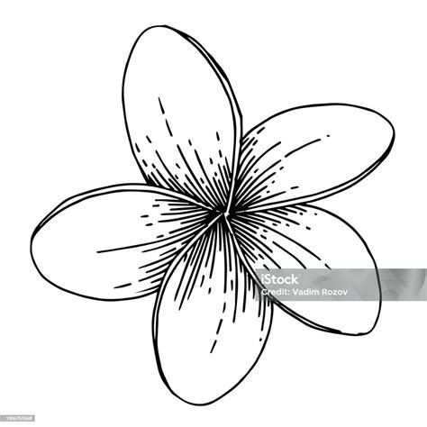 Flower Clip Art Black And White Outline