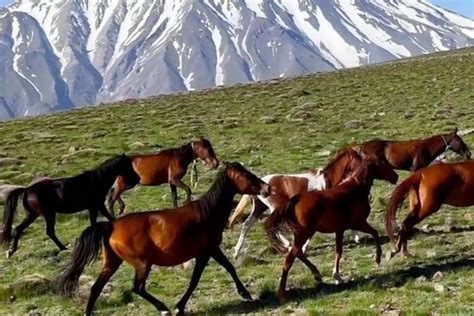 ببینید؛ تاخت‌وتازه اسب‌های وحشی در ارتفاعات ناندل با پس‌زمینه دماوند