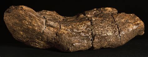 Largest Fossilised Human Faeces York Jorvik Centre The Yorkshireman