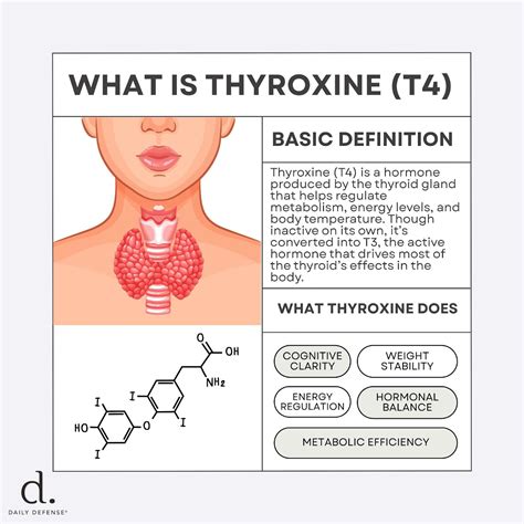 T4 Supplements For Hypothyroidism Natural Vs Synthetic Daily Defense