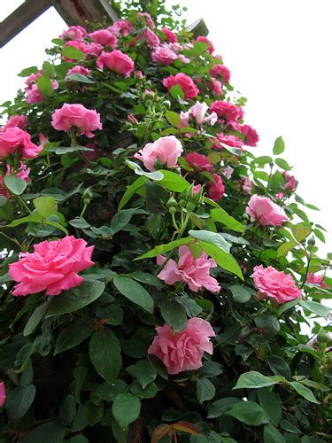 Rose Zephirine Drouhin バラ ゼフィリーヌ ドルーアン Rose Zephirine Drou… Flickr