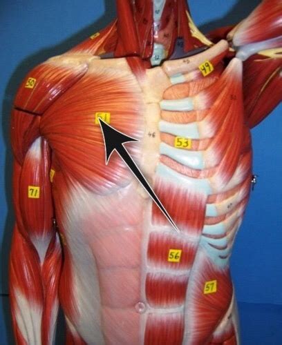 Biology 223 Lab 6 Muscular System Flashcards Quizlet