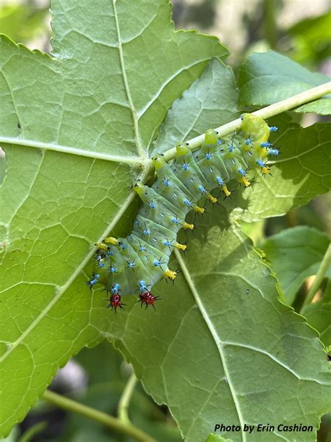 An Ode To Caterpillars Ohio History Connection