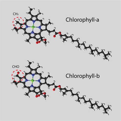 The Mighty Chlorophyll Molecule Uprtek