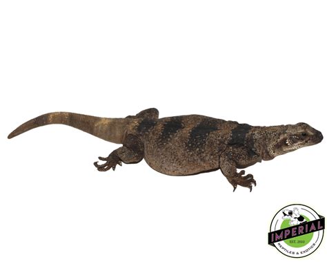 Red And Black Chuckwalla For Sale Imperial Reptiles Imperial Reptiles And Exotics