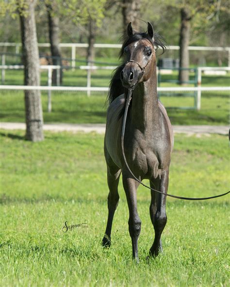 Apollo Db Dreamco Arabians