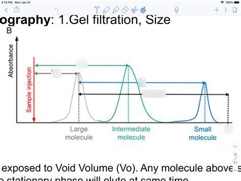 Gel Filtration Graph Diagram Quizlet