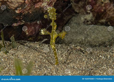 Ornate Ghost Pipefish In The Red Sea Stock Image Image Of Ghost