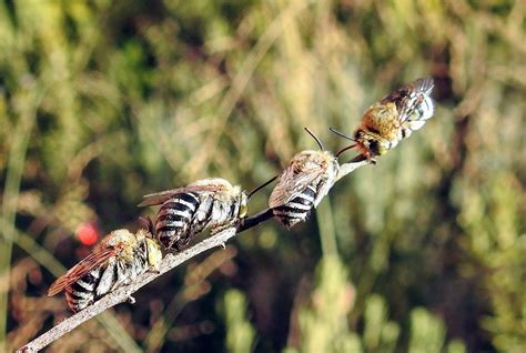 Bb Bees Roosting 31 2 Bushblitz