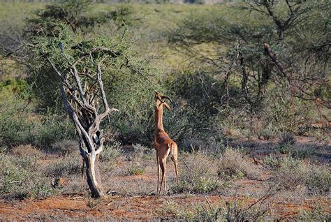 Южный геренук Litocranius Walleri Soutern Gerenuk Flickr