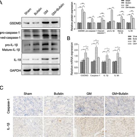 Bufalin Relieved Gentamicin Induced Pyroptosis In Nrk52e Cells A The