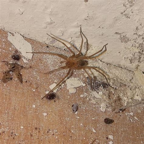 Chilean Recluse From B1900 La Plata Provincia De Buenos Aires