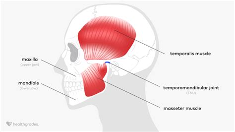 Masseter Muscle Origin Function And Related Conditions