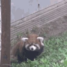 Red Panda  Red Panda Discover And Share S
