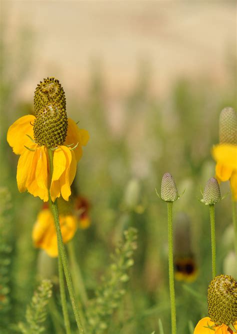 Prairie Coneflower Native American Seed