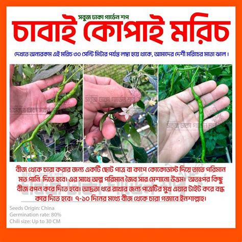 Cabe Kopay Chili Seeds 10pcs Re Pack China Seeds 三世武士情侶頭像 Bd