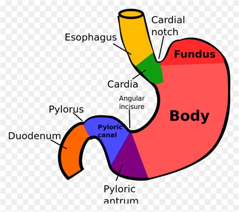 Regions Of Stomach Cardia Of Stomach Hd Png Download Flyclipart