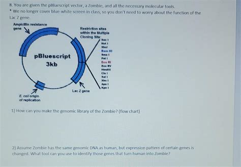 8 You Are Given The Pbluescript Vector A Zombie