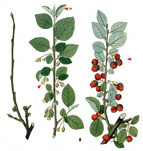 Search For Species Felsen Zwergmispel Cotoneaster Integerrimus Medik