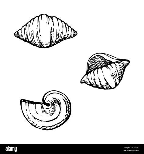 Orecchiette Pasta Drawing At Adam Goudeau Blog