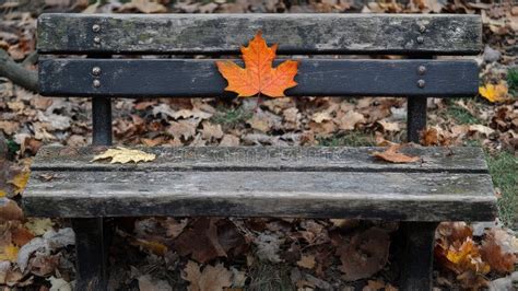 Vibrant Maple Leaf Lying On A Park Bench Realistic Photo Stock Illustration Illustration Of