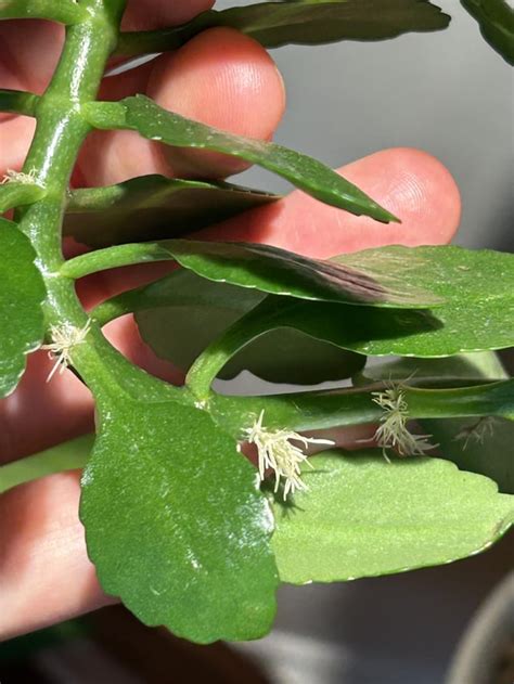 Prop Into Soil With These Rootlets Or Water Prop First To Grow Them