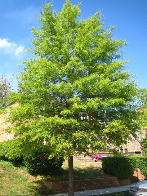 Willow Oak Shade Trees Mcmakin Farms