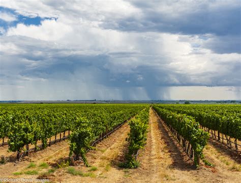 Simonit And Sirch Partners With Conner Lee Vineyard First Washington Venture Northwest Wine Report