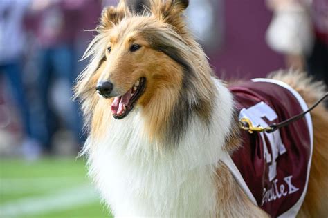 Current Reveille