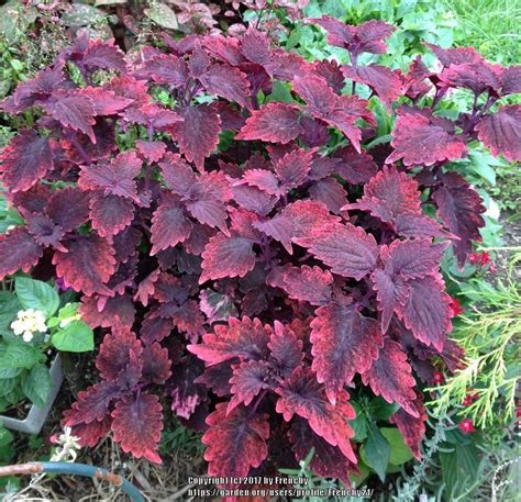 Coleus Plant Care And Collection Of Varieties