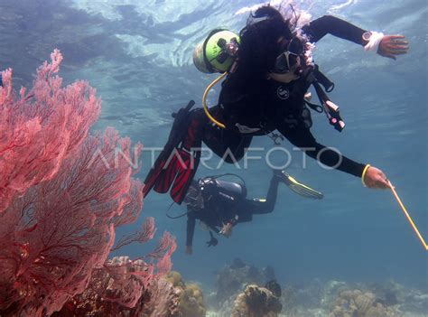 ConservaciÓn De Los Arrecifes De Coral Antara Foto