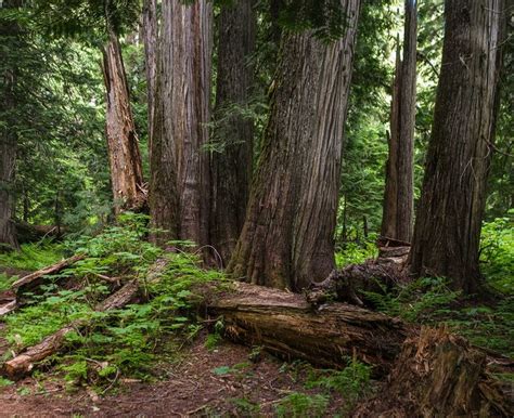Mysterious Cedar Forest Photo Print Nature Photography Evergreen Trees Lush Woodland Home