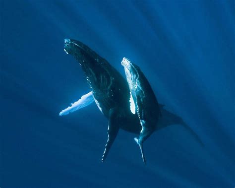 Humpback Whale Best Wallpaper 76854 Baltana