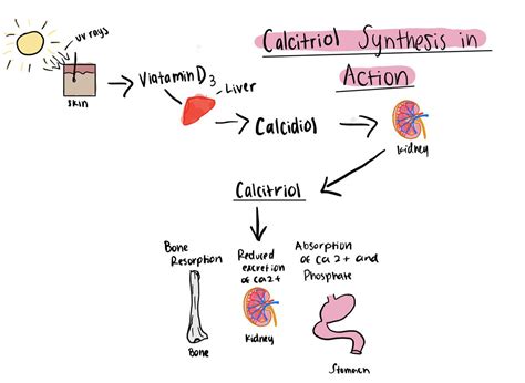 Calcitriol Synthesis In Action Calcium Physiology Liver Histology