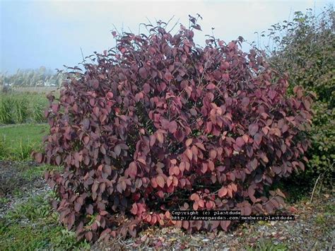 Arrowwood Viburnum Fall