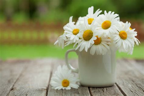 Benefits Of Chamomile Tea Dr Holly Castle