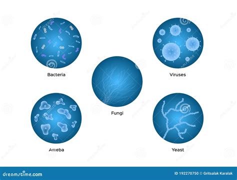 Bacteria Viruses Ameba Yeast Icon Vector Stock Vector Illustration Of Microscopic Ameba