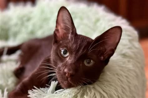 Gatos Cafés Características Personalidad Y Curiosidades De Esos