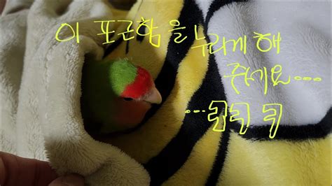 엄마랑 노~ 올 ~자 💕쉬고싶다는 모란앵무ㅋ Youtube