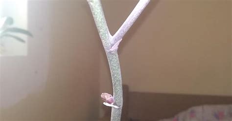 Reanimacija Album On Imgur