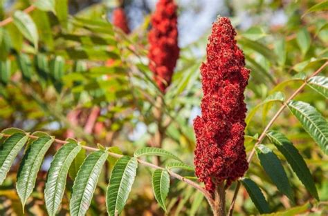 Sumac Spice Unlock The Health Benefits And Make Feast
