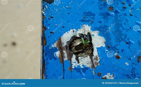 Stumps Tree Background Cross Section Stumps Tree Background Stock