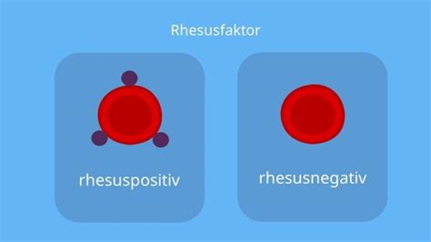 Der Rhesusfaktor Bedeutung Risiken Und Beratungsangebote Sieu Thi