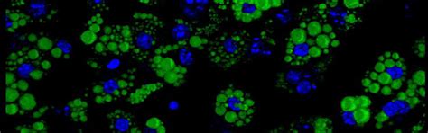 Reilly Lab Weill Cornell Medicine