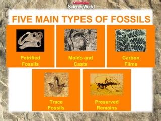 Fossils PPT
